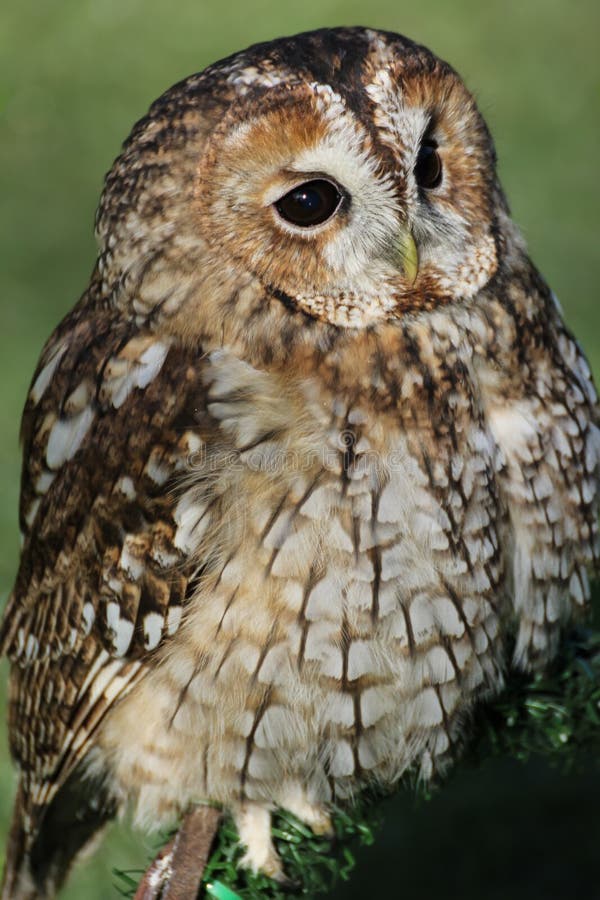 Tawny owl or brown owl stock image. Image of brown, animal - 27315145