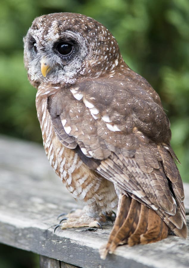 Tawny Owl stock image. Image of tawny, aluco, wildlife - 43780309