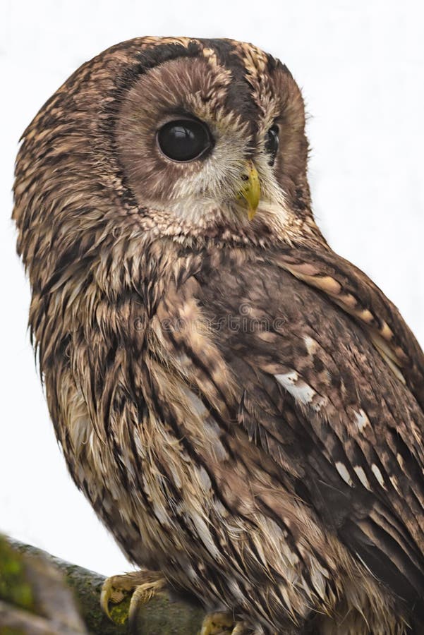 Tawny owl stock photo. Image of bird, adult, portrait - 87640676