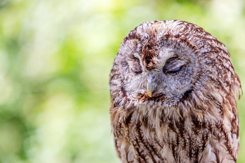 Tawny Owl Dozing Sleeping Daytime Green Forest Stock Photos - Free ...