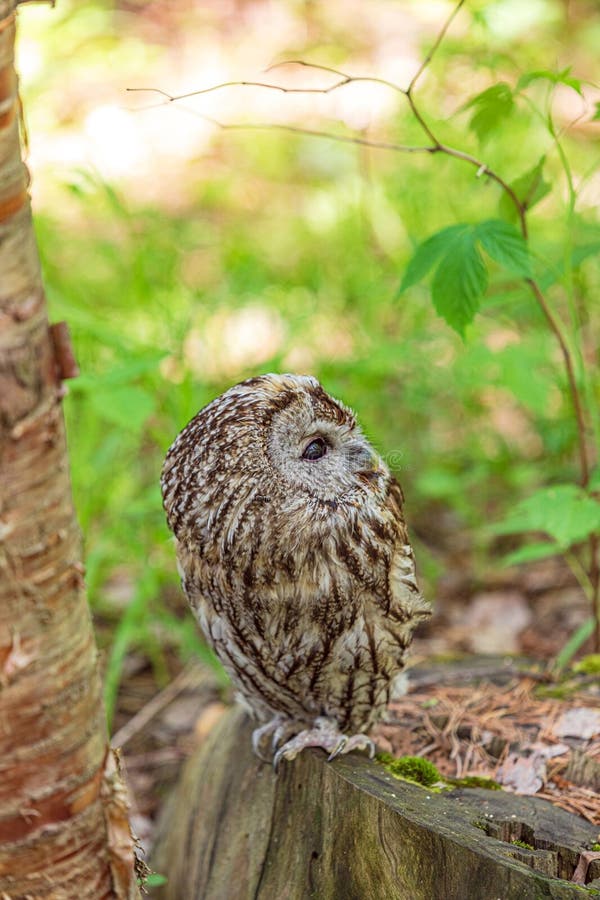 Tawny Owl Empoleirada No Toco Da Floresta Imagem de Stock - Imagem de ...