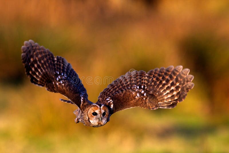 A tawny owl flying stock image. Image of great, countryside - 18024281