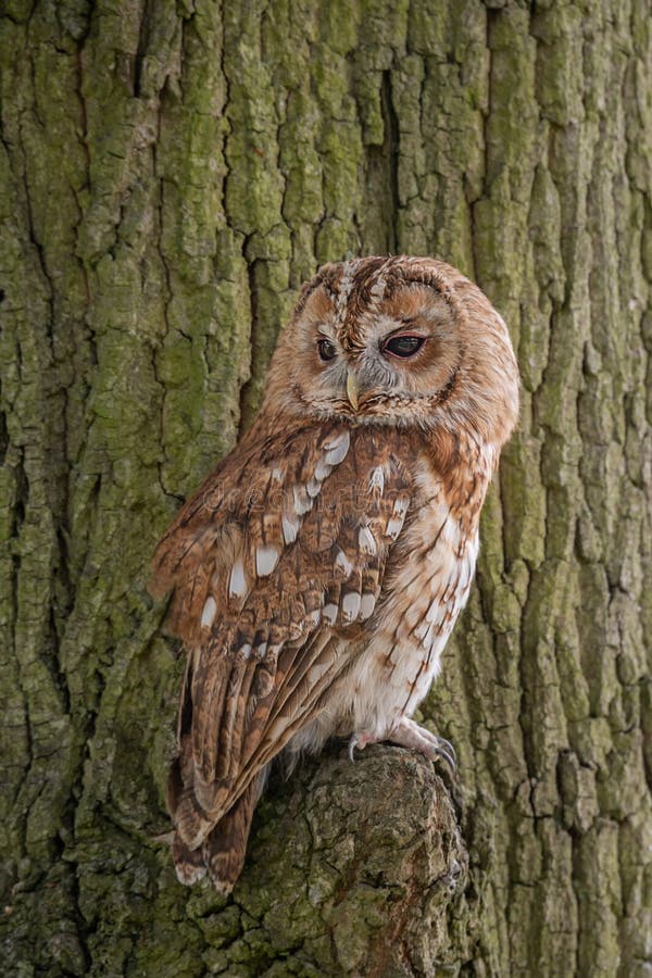 Tawny Owl full face stock image. Image of beak, bird - 15725741 Tawny Owl full face stock image. Image of beak, bird - 15725741