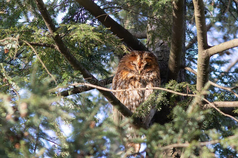 Tawny Owl Hidden in the Tree Canopy Stock Image - Image of branch ...