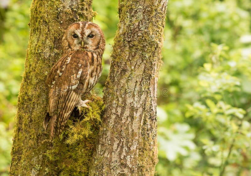 Tawny Owl stock photo. Image of tawny, birds, keith, british - 59640348
