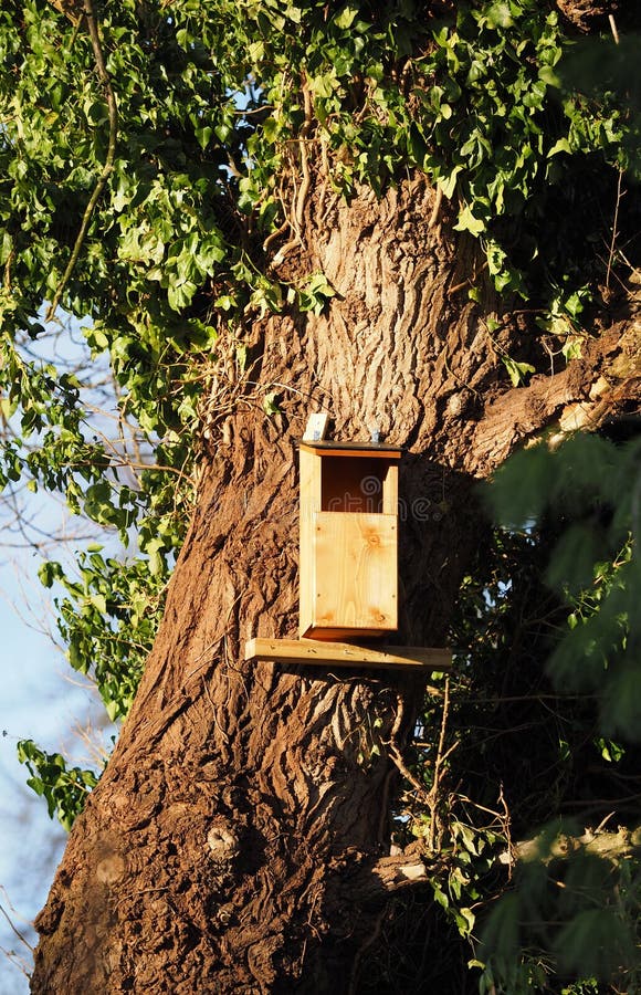 A tawny owl nesting box stock image. Image of nestbox - 136097485