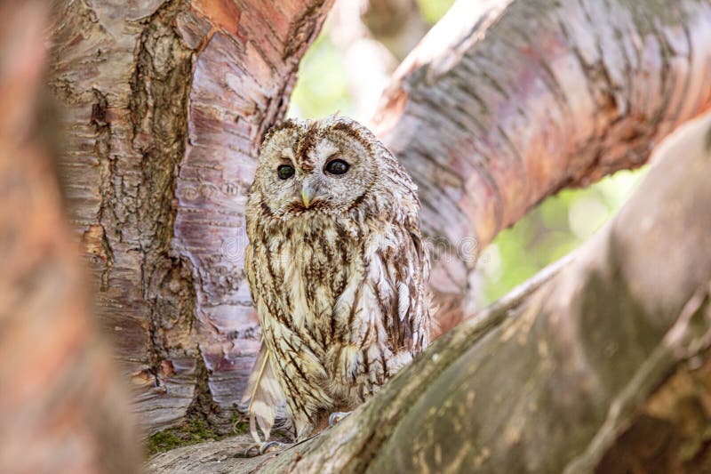Tawny Owl Nestled Thick Tree Branches Stock Photos - Free & Royalty ...