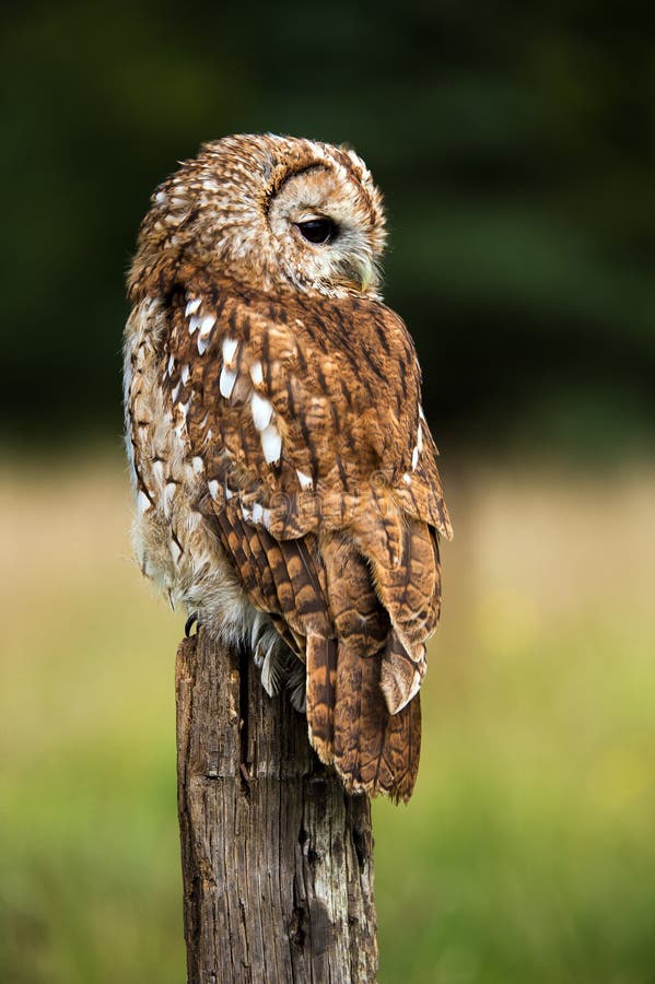 Tawny Owls stock photo. Image of birds, branch, tawny - 21440158