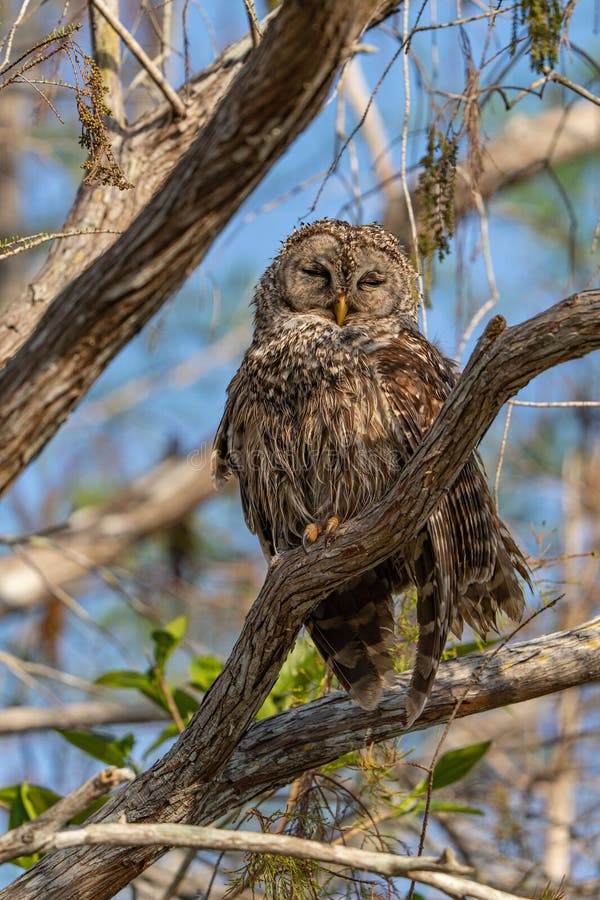 Tawny Owl Sleeping Tree Branch Stock Photos - Free & Royalty-Free Stock ...