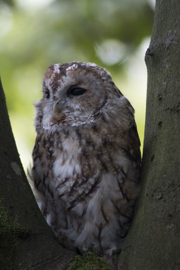 A Tawny owl sat in a tree stock image. Image of tawnyowl - 104251269