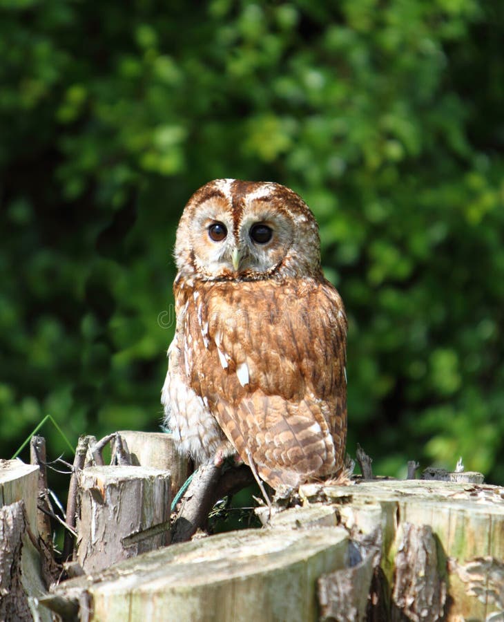 Tawny owl stock image. Image of bird, tawny, wings, wildlife - 31695247