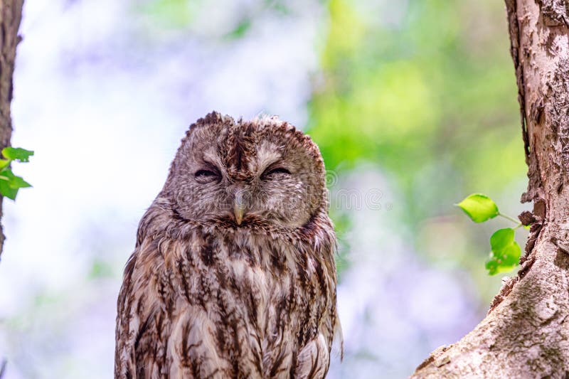 Tawny Owl Squinting Daytime Green Forest Stock Photos - Free & Royalty ...