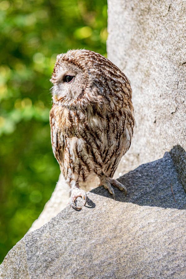 Tawny Owl in Stone Cliff Habitat Stock Image - Image of nature, wise ...