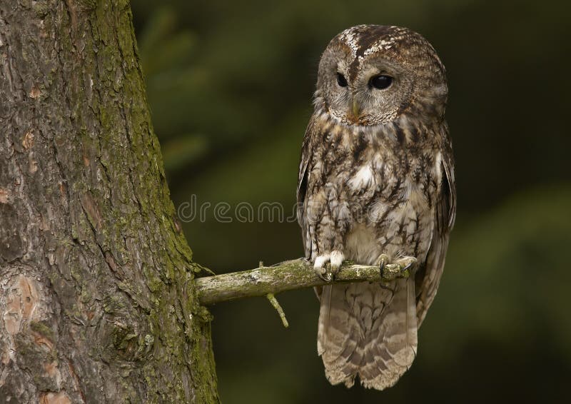 Tawny Owl (Strix aluco) stock image. Image of tree, feathers - 29166863