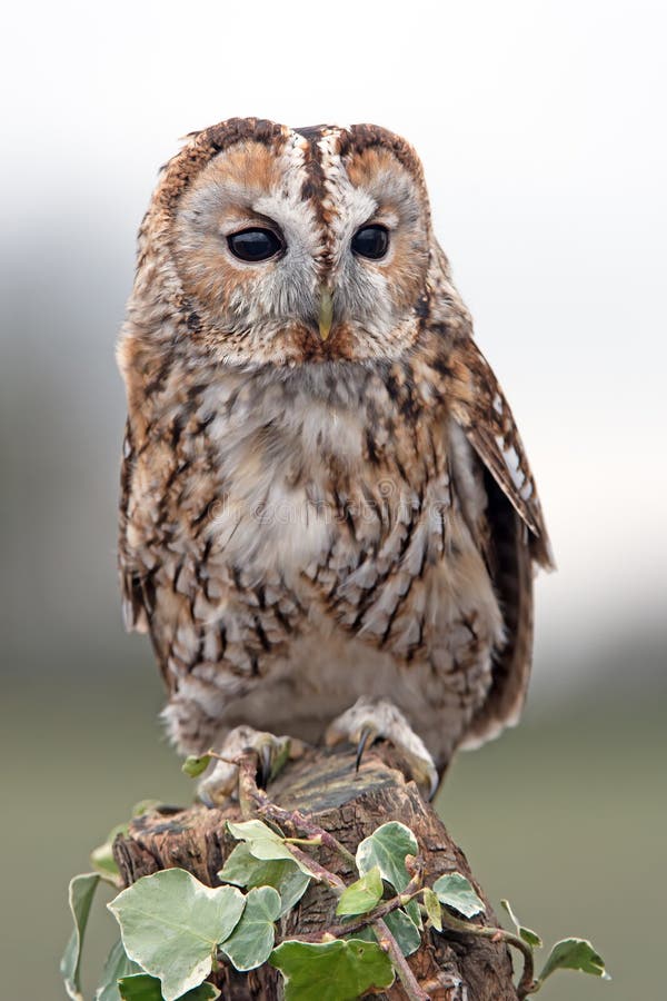 Tawny Owl (Strix Aluco) stock photo. Image of creature - 55333856
