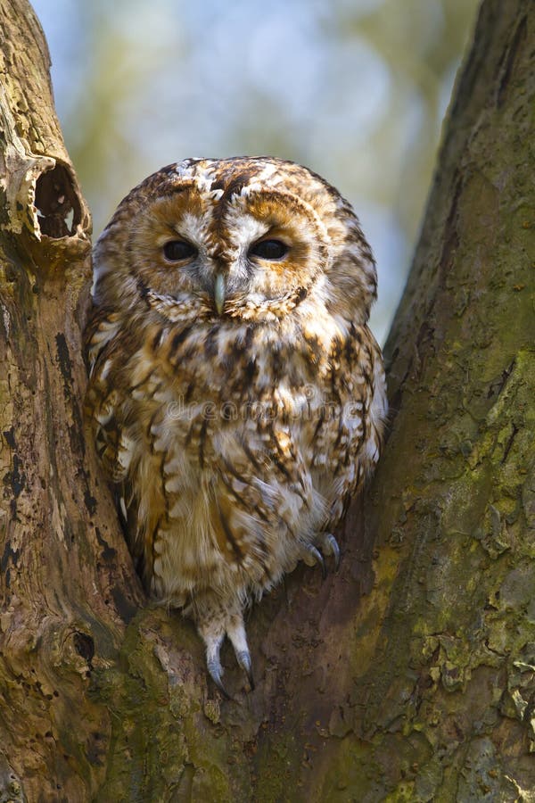 Tawny owl in tree stock image. Image of aluco, strix - 19015283