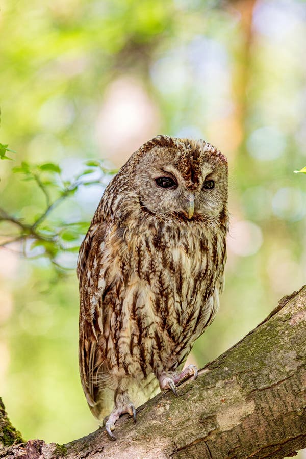 Tawny Owl among the Tree Branches Stock Image - Image of feather ...