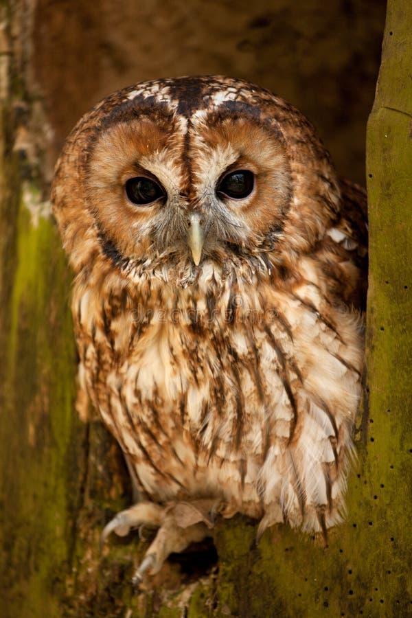 Tawny Owl in Tree Crevice stock photo. Image of feathers - 13953906