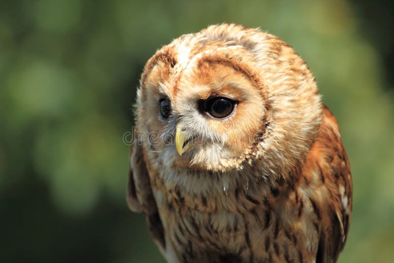 Tawny Owl stock image. Image of white, bird, brown, color - 13699925