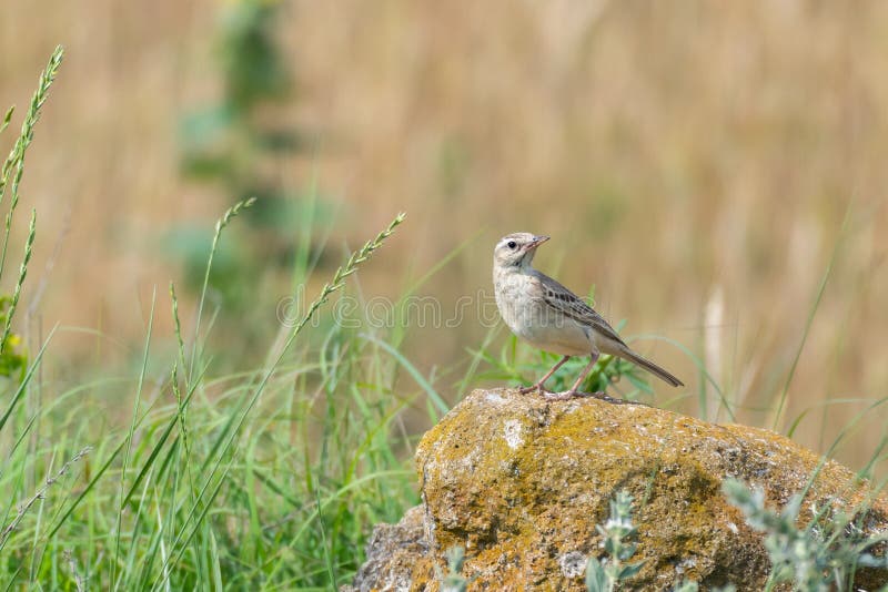 Tawny Pipit, Anthus Campestris, Single Bird on Rock Stock Image - Image ...