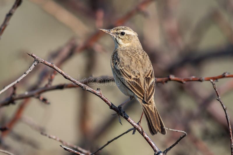 Tawny Pipit, Anthus Campestris, Single Bird in the Wild Stock Photo ...