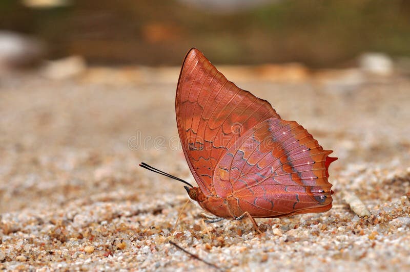 Tawny rajah butterfly stock image. Image of rajah, nymphalidae - 21432803