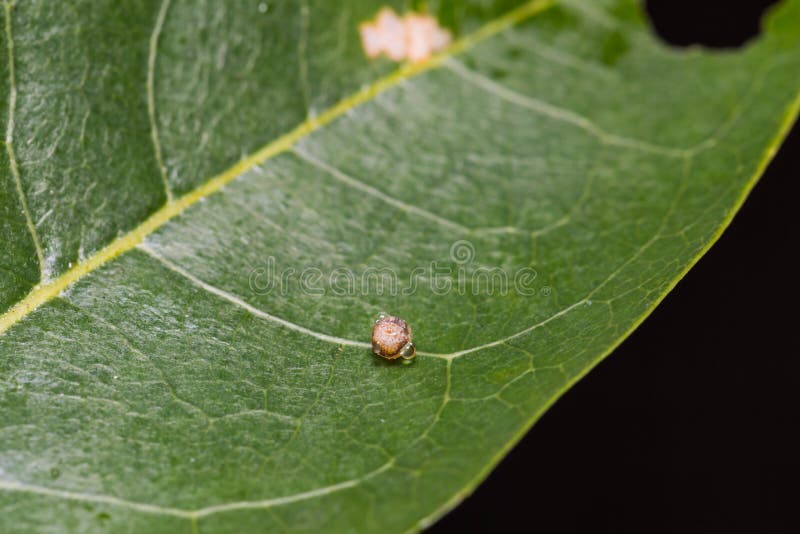 Het Proces Van Eclosion (13/13) De Vlinder Probeert Om Van Coconshell ...