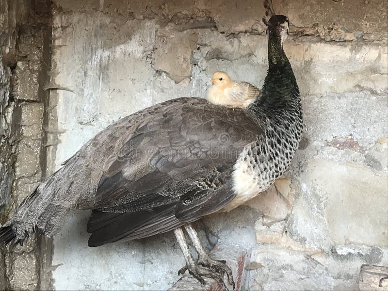 Nice Taws Stock Photos - Free & Royalty-Free Stock Photos from Dreamstime