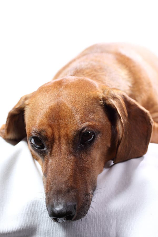 Tax arkivfoto. Bild av troget, hund, vitt, älskvärt, gulligt - 10470216