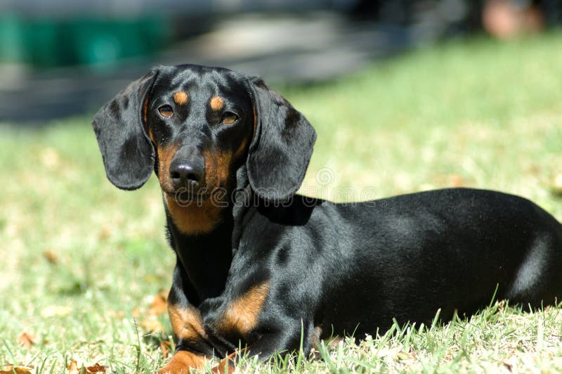 Tax arkivfoto. Bild av valp, hund, däggdjur, medf8ort - 54034808