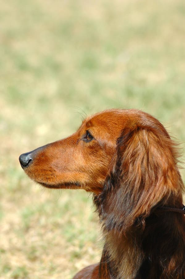 Långhårig hund för tax arkivfoto. Bild av korv, breckenridge - 10419106
