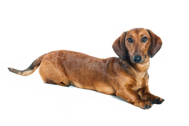 Taxhund arkivfoto. Bild av helgad, kortslutning, bakgrund - 32136980