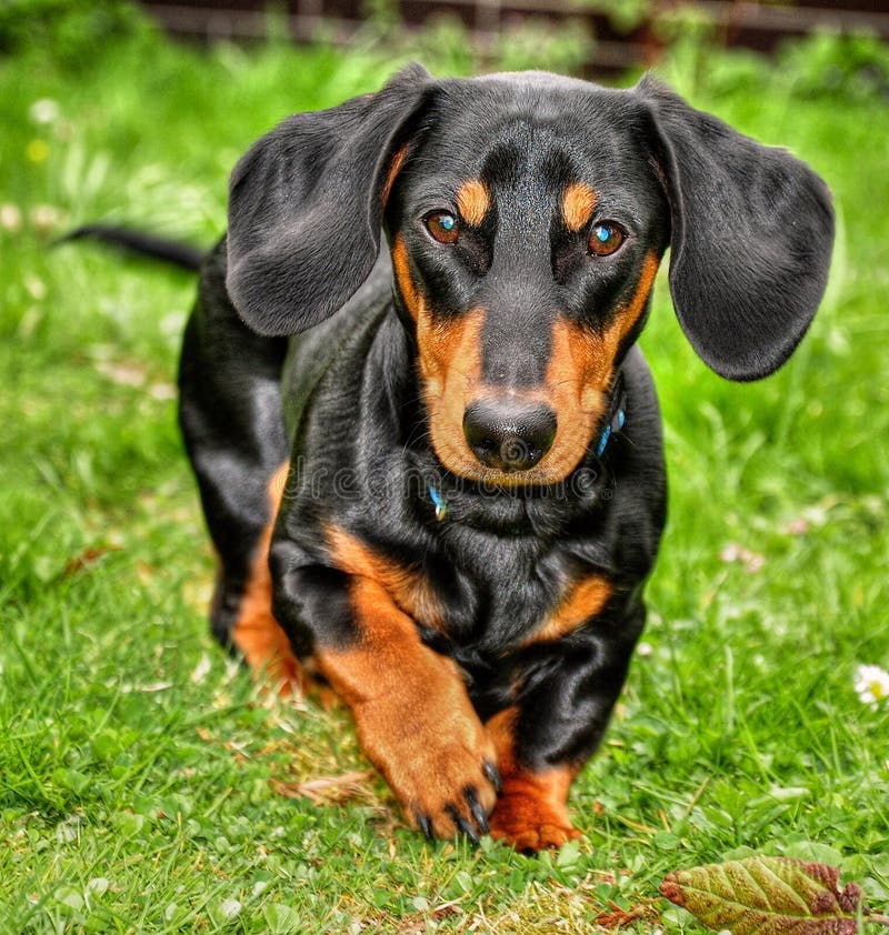 Taxvalp arkivfoto. Bild av medf8ort, hund, studio, valp - 2313714