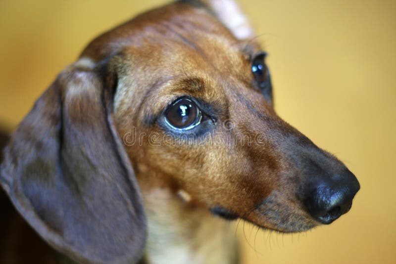 Taxvalp fotografering för bildbyråer. Bild av ensamt, sött - 1485529