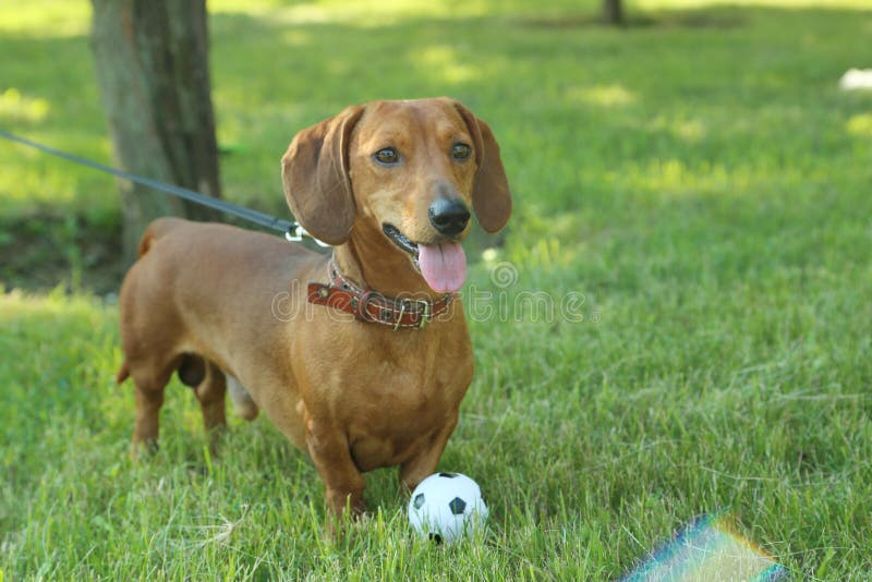 Tax fotografering för bildbyråer. Bild av hund, utanför - 100072733