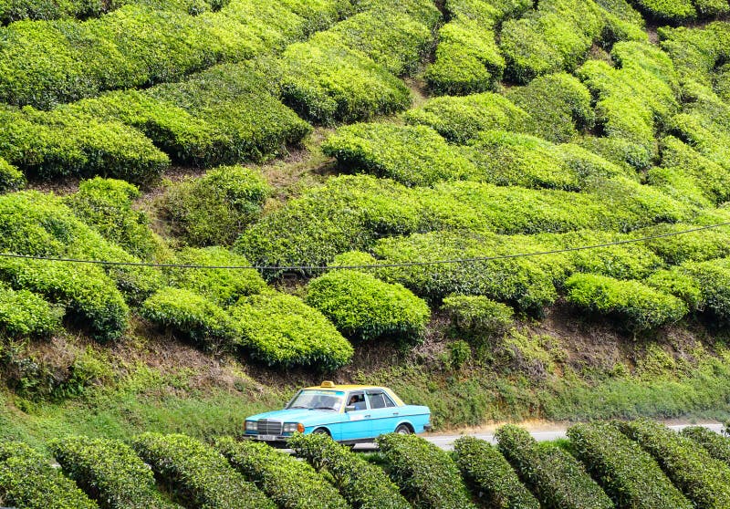 A Taxi at Tea Fields in Cameron Highlands, Malaysia Editorial Stock ...