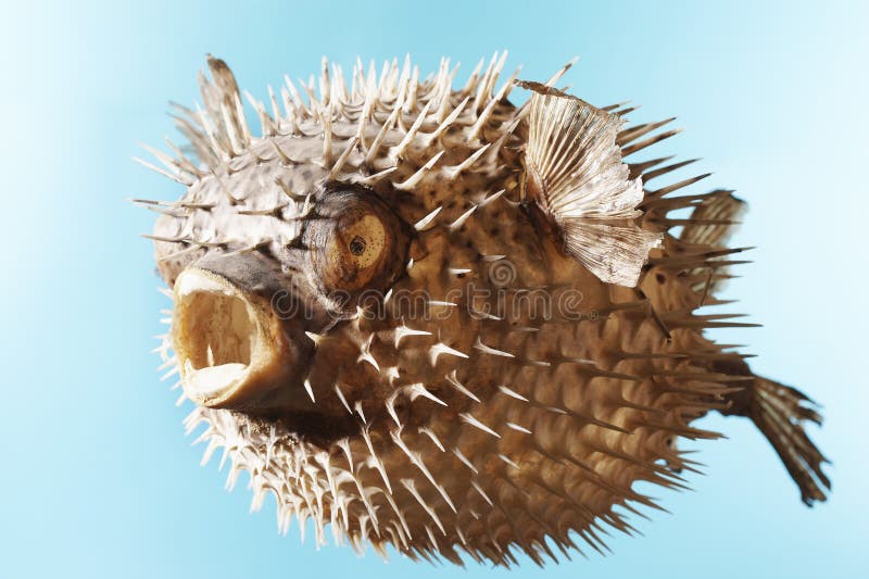 Puffer Fish stock photo. Image of finned, colour, sponges - 10725954