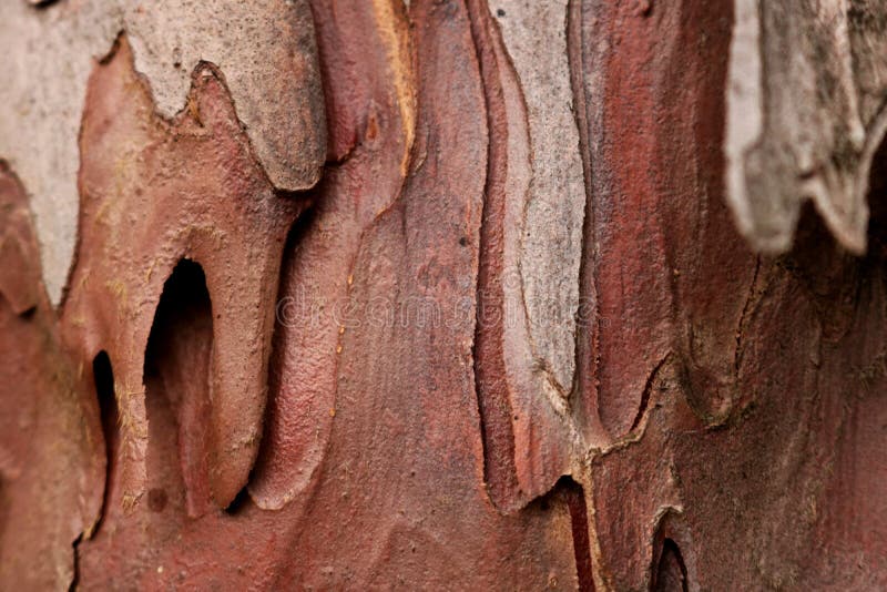 Taxus baccata red bark stock image. Image of woodland - 132196427