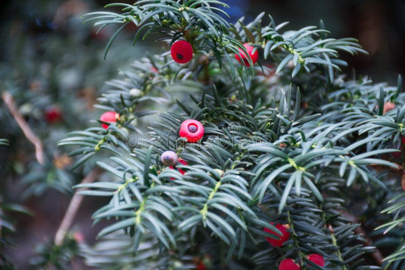 Taxus baccata stock photo. Image of autumn, color, nature - 86459354