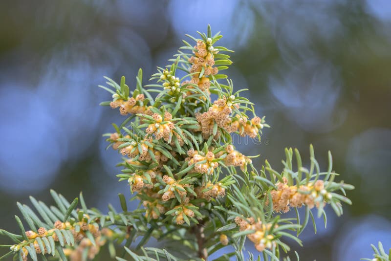 Taxus Baccata Tree at Amsterdam the Netherlands 12-4-2021 Stock Image ...