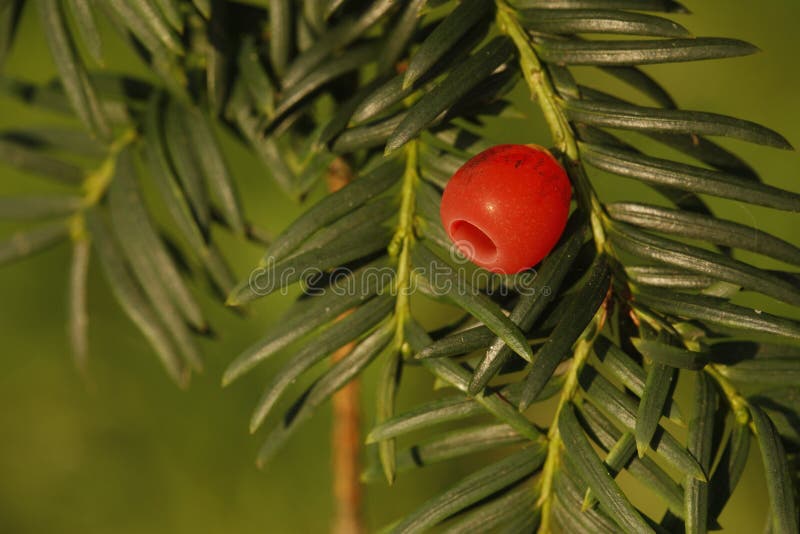Taxus, Taxus baccata stock afbeelding. Image of boom - 34368779
