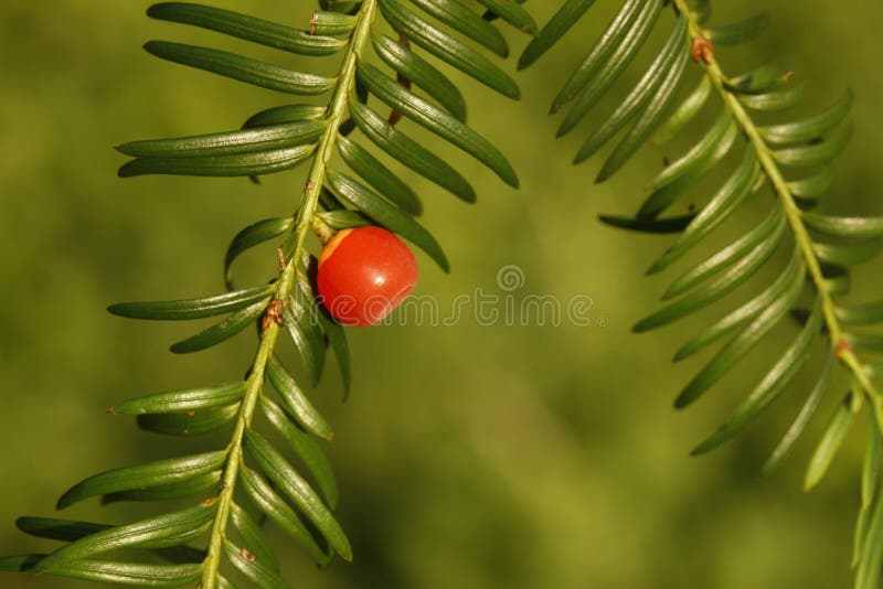 Taxus, Taxus baccata stock afbeelding. Image of boom - 34368795