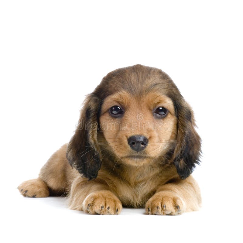 Taxvalp arkivfoto. Bild av medf8ort, hund, studio, valp - 2313714