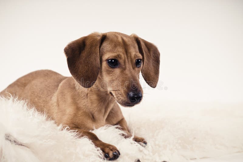 Taxståendevalp fotografering för bildbyråer. Bild av titta - 22525341