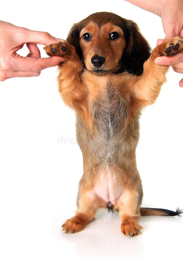 Taxvalp fotografering för bildbyråer. Bild av plattform - 38544789