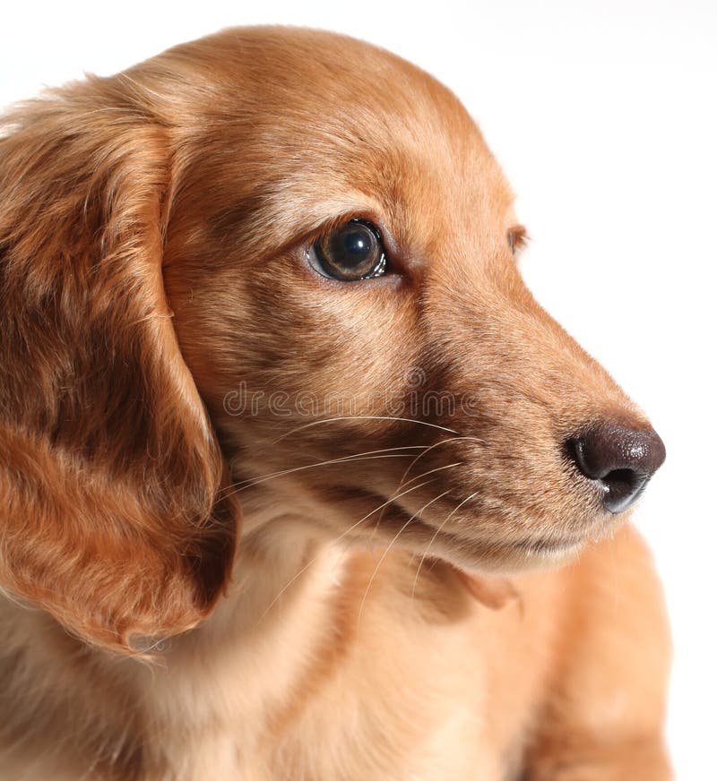 Taxvalp arkivfoto. Bild av underlag, hörntand, förbigick - 38477464