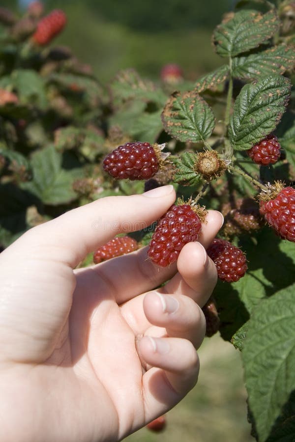 Tayberry picking stock image. Image of fresh, produce - 5811165
