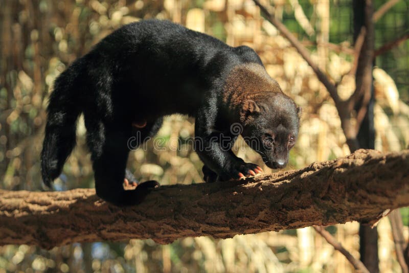 Tayra, Eira Barbara, Omnivorous Animal From The Weasel Family. Tayra ...