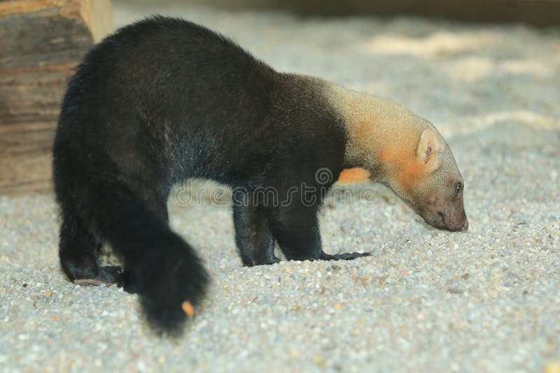 Tayra stock photo. Image of amnivorous, nature, mammal - 100496428