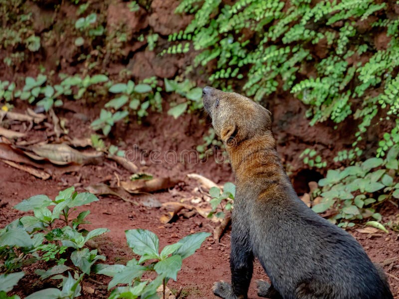 Tayra foto de archivo. Imagen de piel, bosque, selva - 196085238